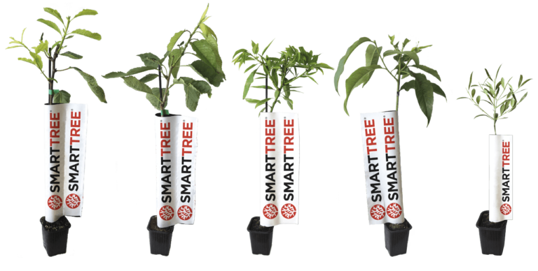 Our Brands | Agromillora Group