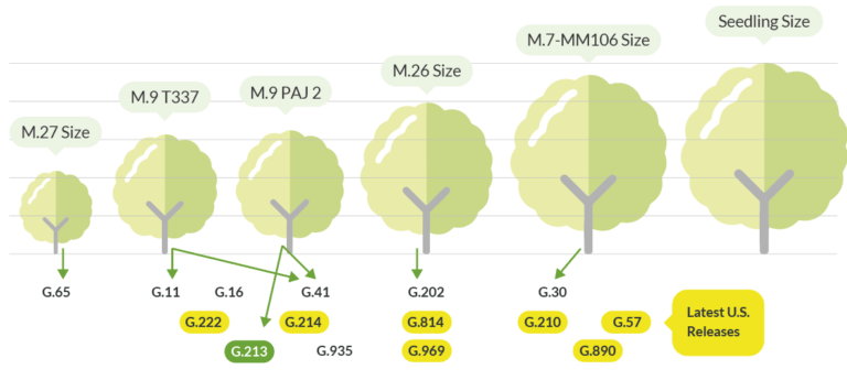 Rootstocks Geneva 213 | Agromillora Group