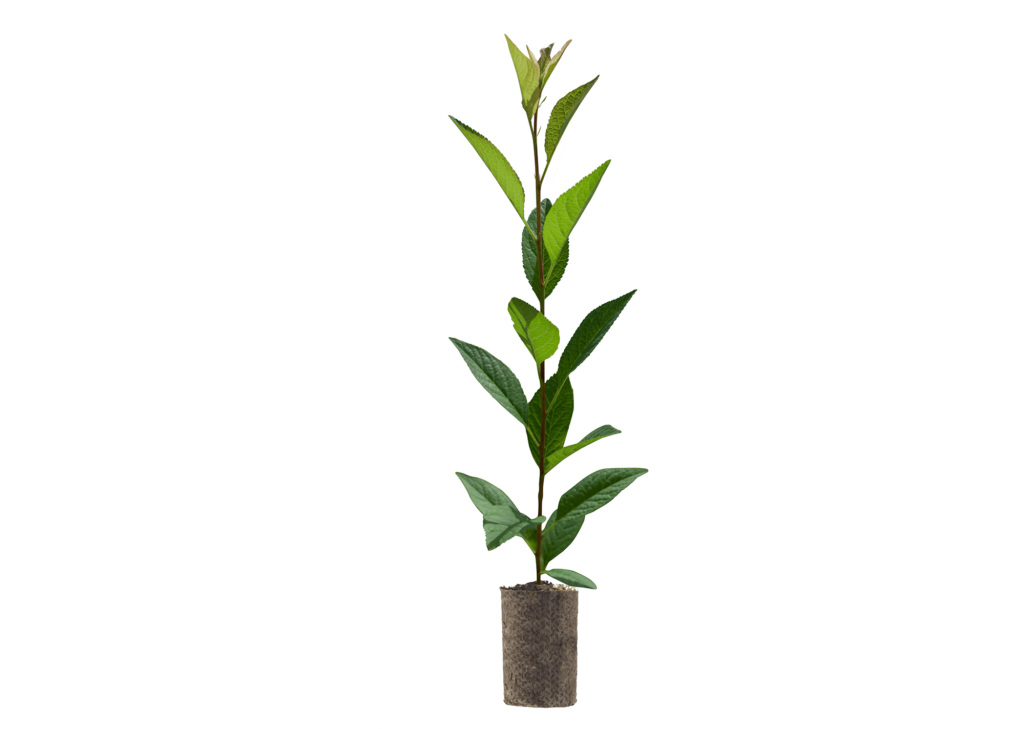 Our Brands | Agromillora Group