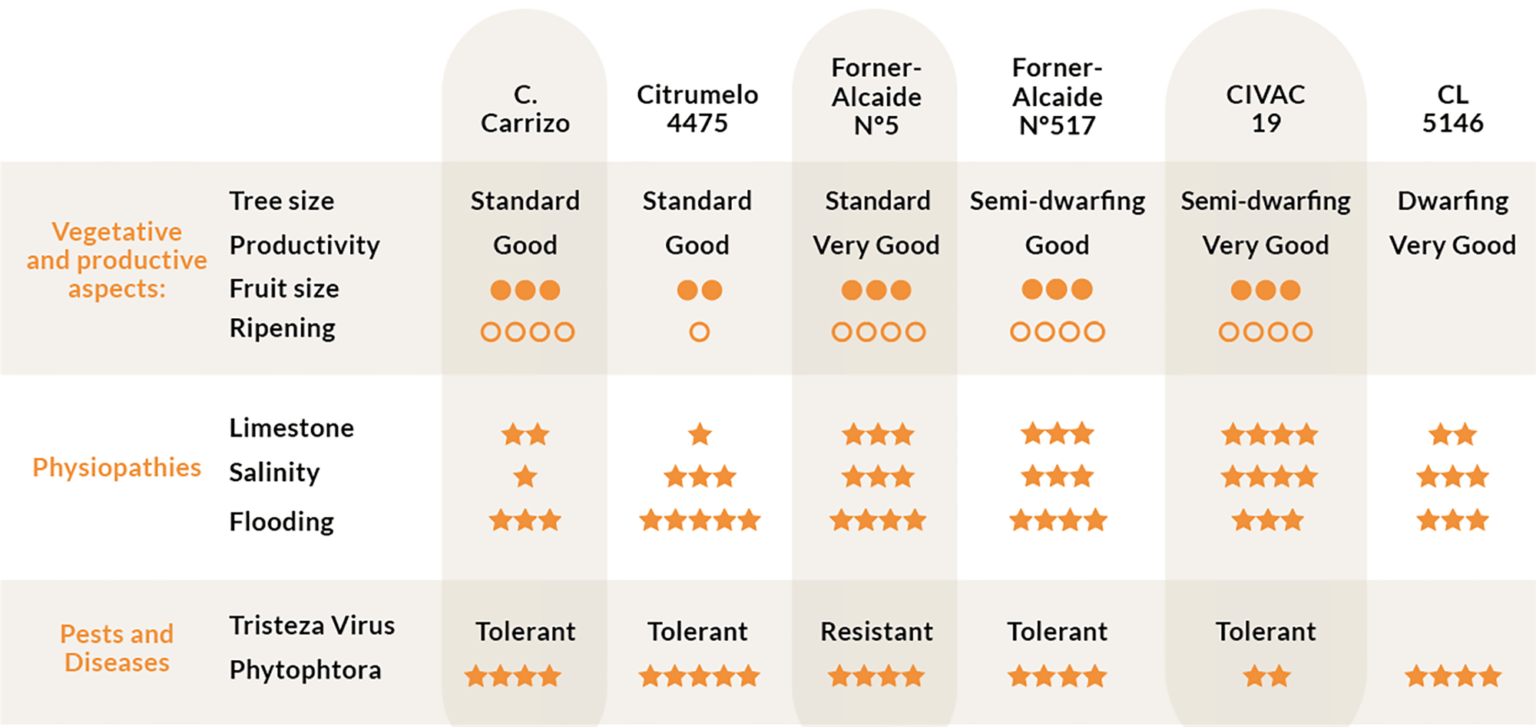Forner Alcaide 5 des porte-greffes | Agromillora Group