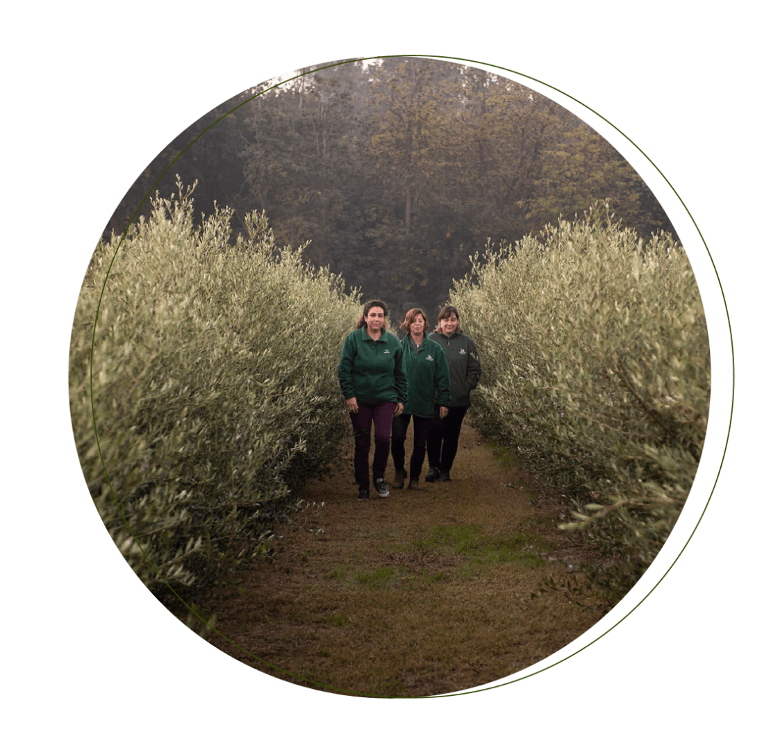 Mejora continua de la innovación | Agromillora Group