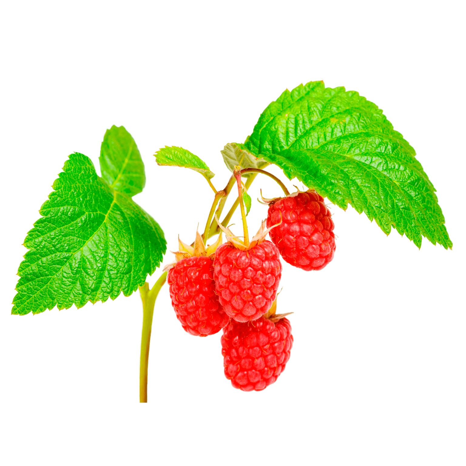 Berries | Agromillora Group