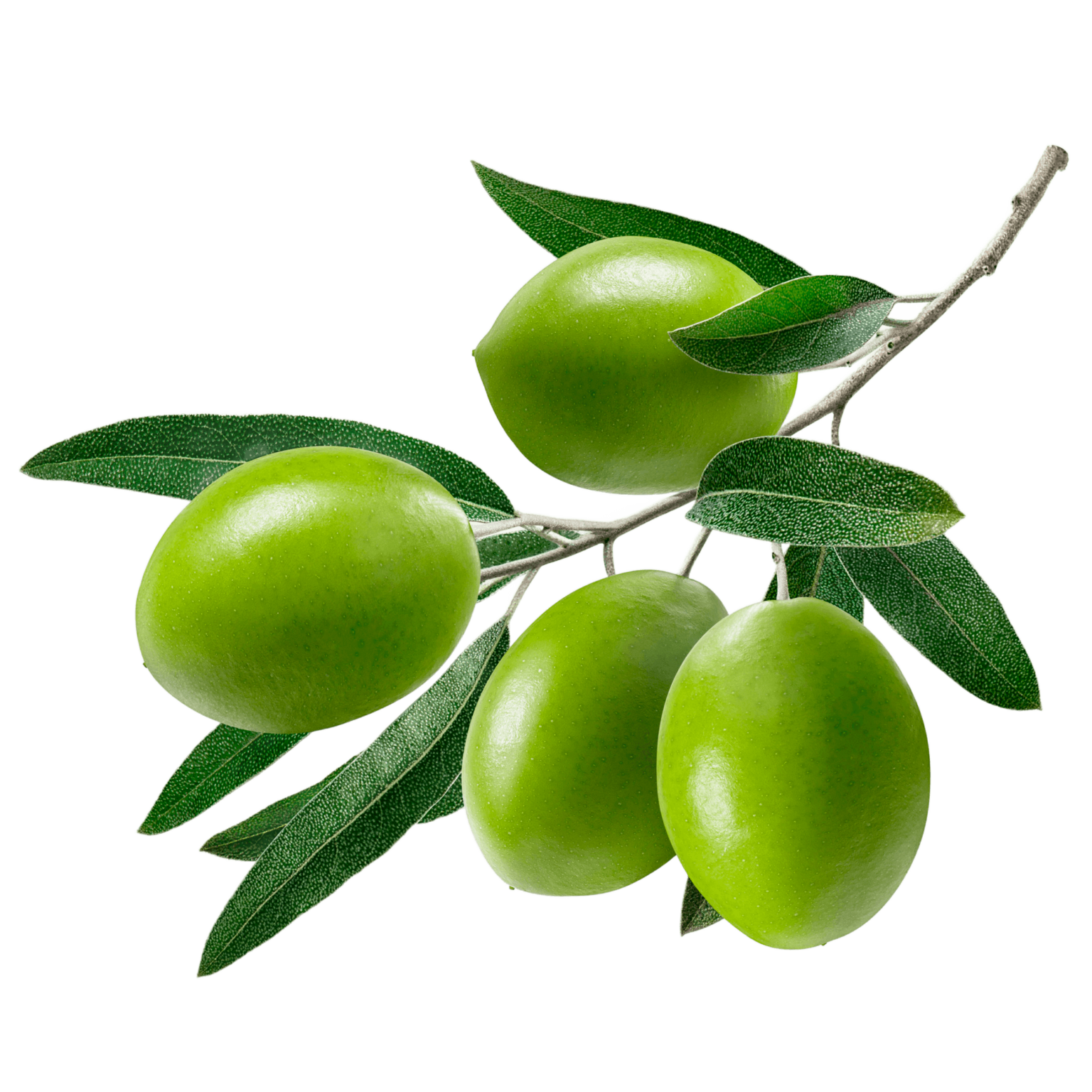 Olives | Agromillora Group