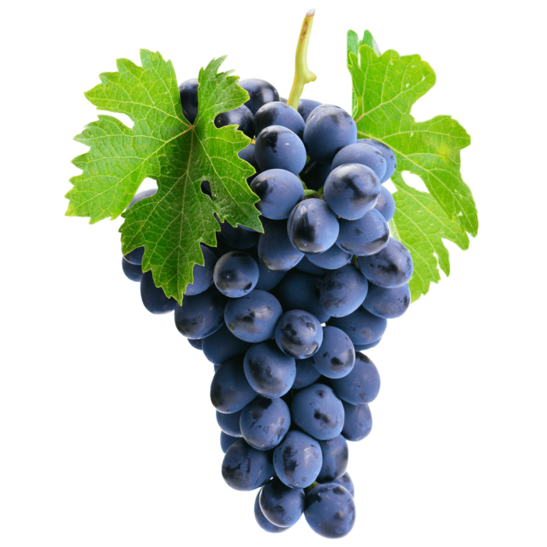 Vines | Agromillora Group