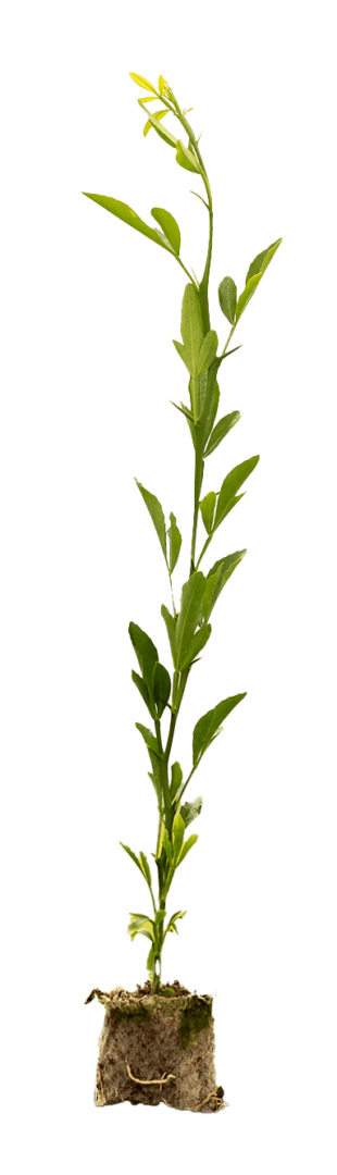 Forner Alcaide 5 de porta-enxertos | Agromillora Group